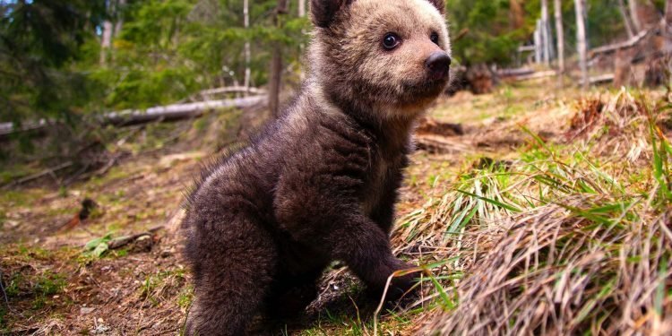 Prima platformă video din România pe care pot fi urmăriți pui DE URS ...