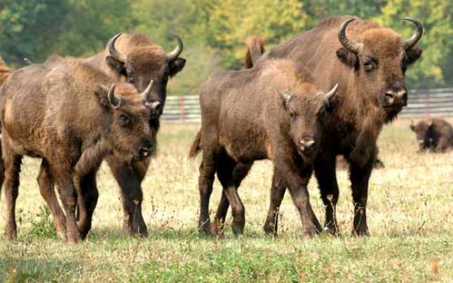 Munții Făgăraș: 21 de zimbri vor fi eliberați - Puterea.ro