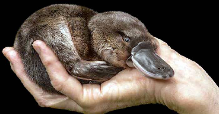 Primul refugiu din lume destinat ornitorincilor - Puterea.ro