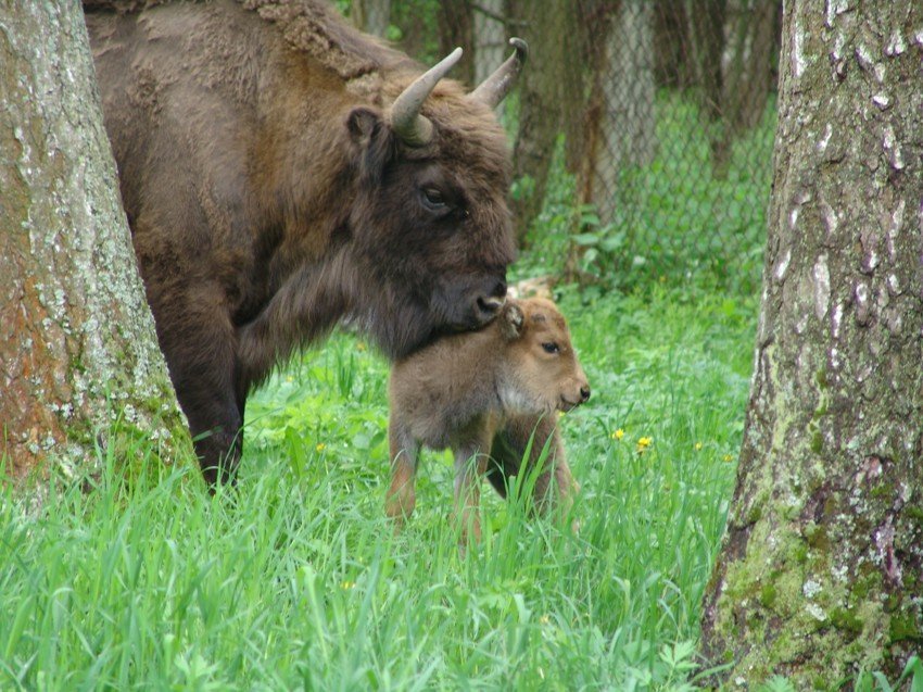 Se caută un nume pentru puiul de zimbru născut la o grădină zoo din ...