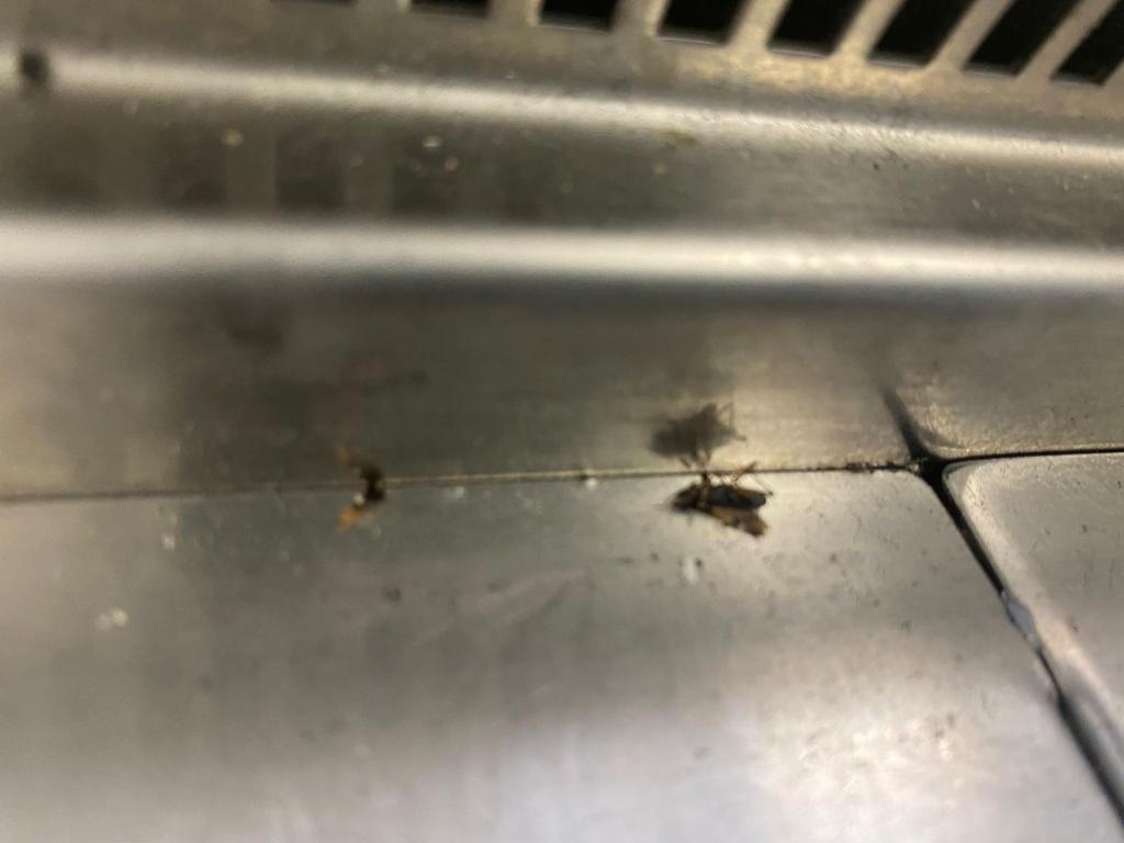 ANPC a sancționat zona alimentară de la IKEA: insecte moarte, praf