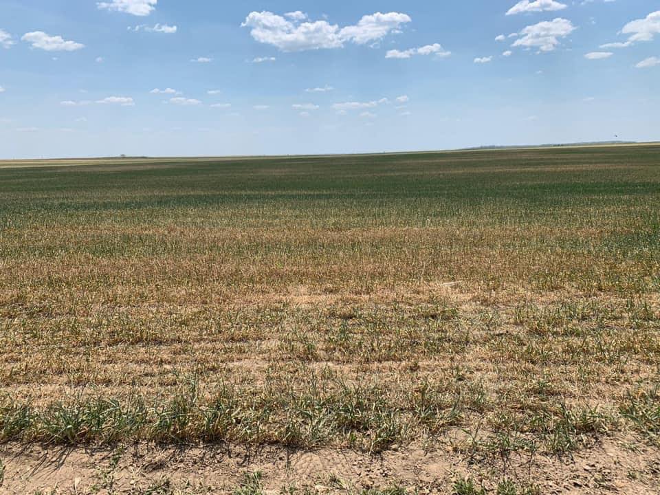 Seceta se instalează pe suprafeţe extinse din Moldova, nordul Munteniei ...