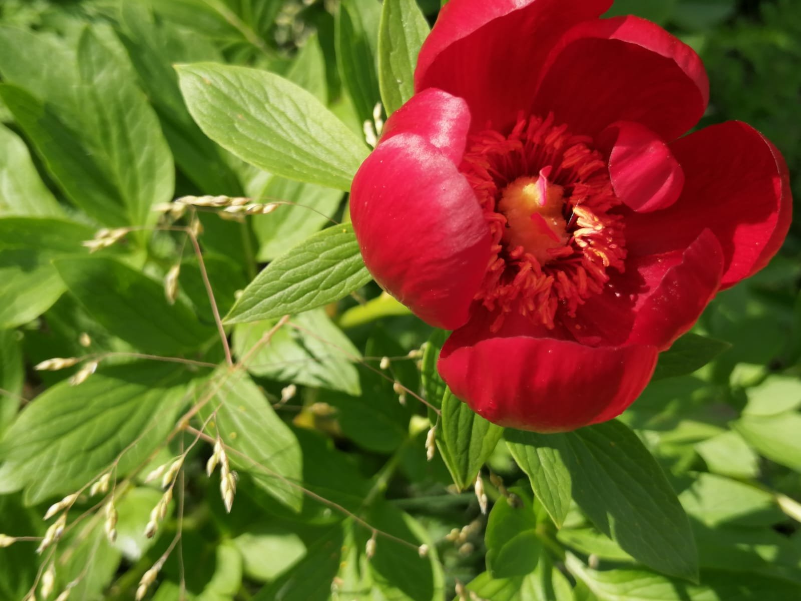 Bujorul ar putea să devină floarea națională a României