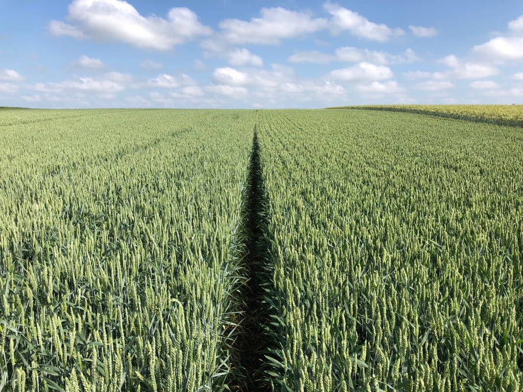 "Culturile de grâu din România, amenințate de un nou patogen ...