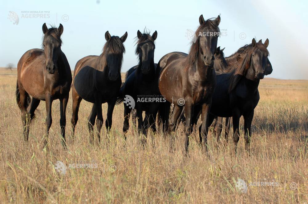 DELTA SĂLBATICĂ. Tulcea: Caii sălbăticiţi - un brand şi o „comoară ...