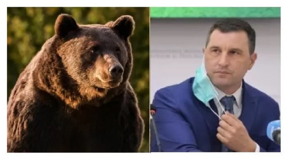 Cele mai multe despăgubiri ale pagubelor produse de urși au fost în ...