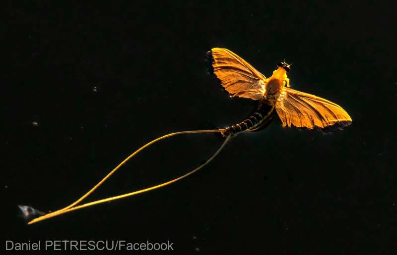 Delta Sălbatică: Rusaliile - simbolul eforturilor de protejare a apelor ...