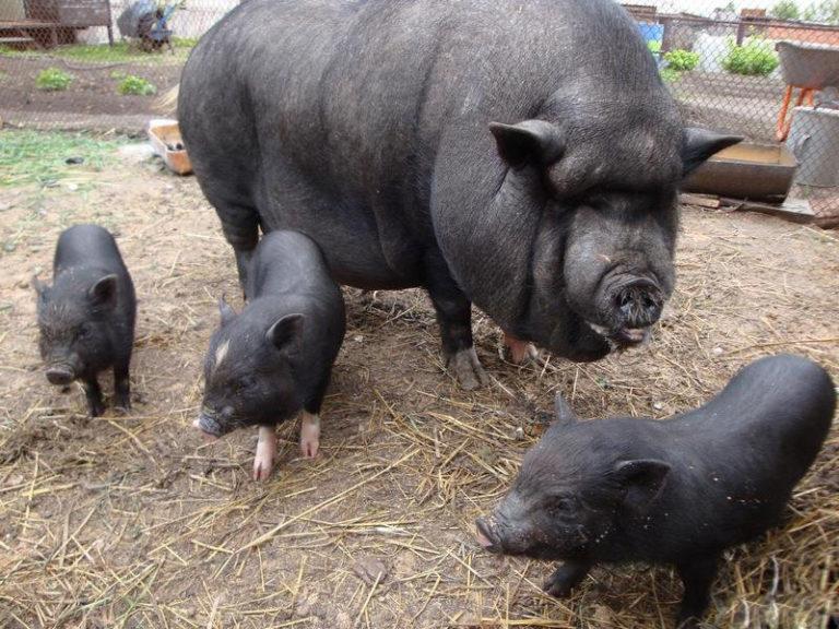 Românii, ademeniți cu porcul vietnamez. Cât costă kilogramul de carne ...