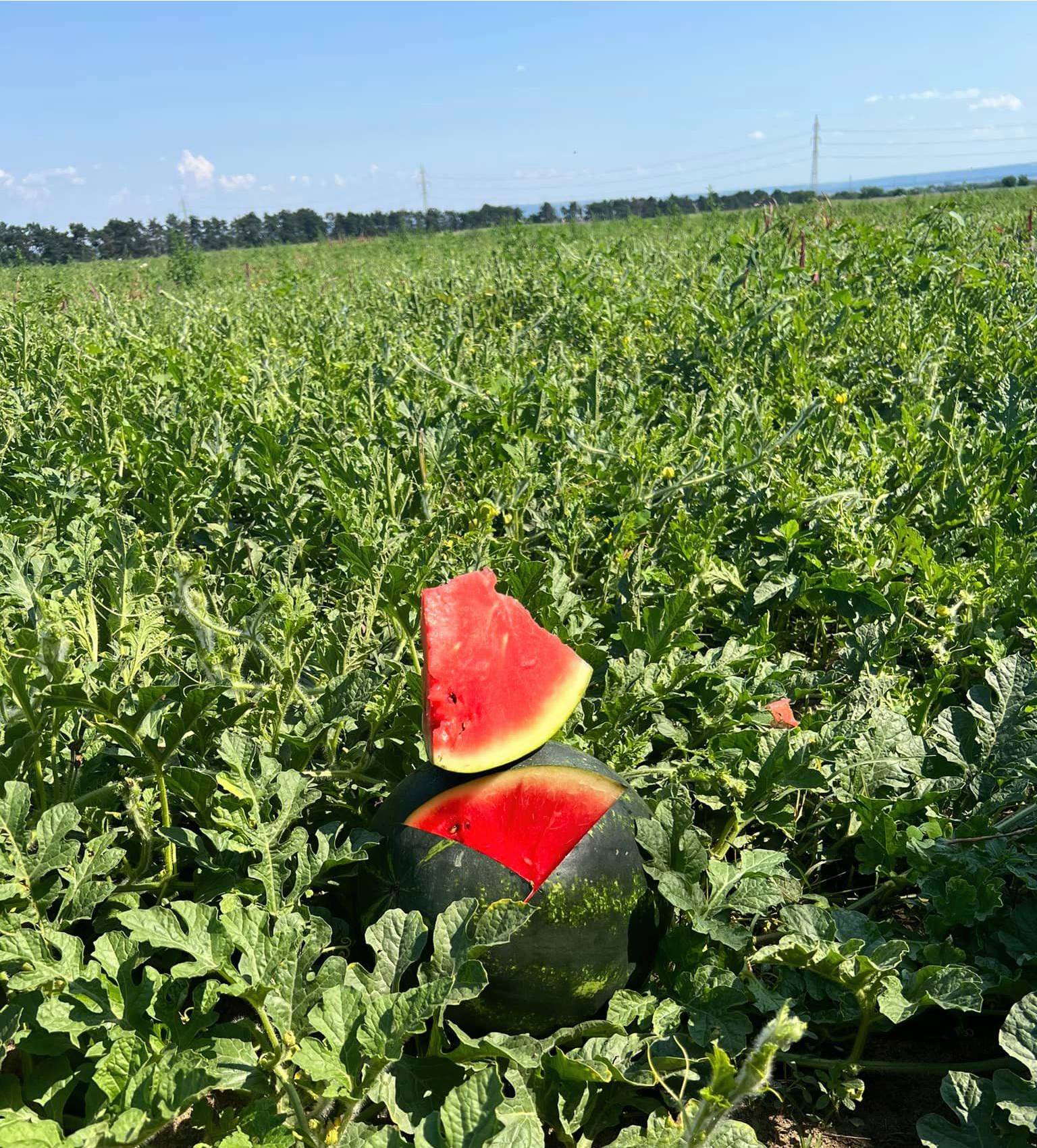 Cât costă primii pepeni de la Dăbuleni