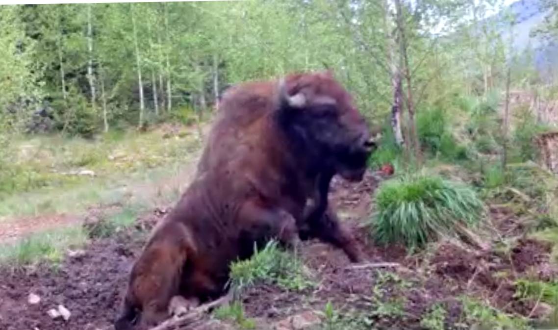 Imagini Rare: Un zimbru din Munții Făgăraș, surprins scărpinându-se (VIDEO)