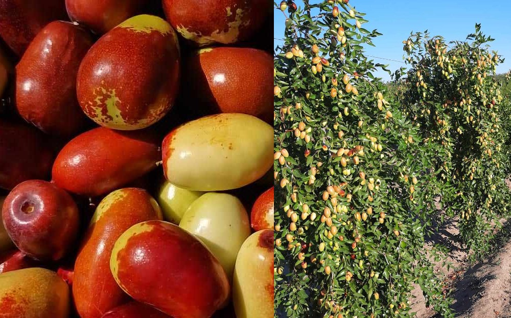 Curmalul chinezesc, arbustul viitorului pe nisipurile din Oltenia