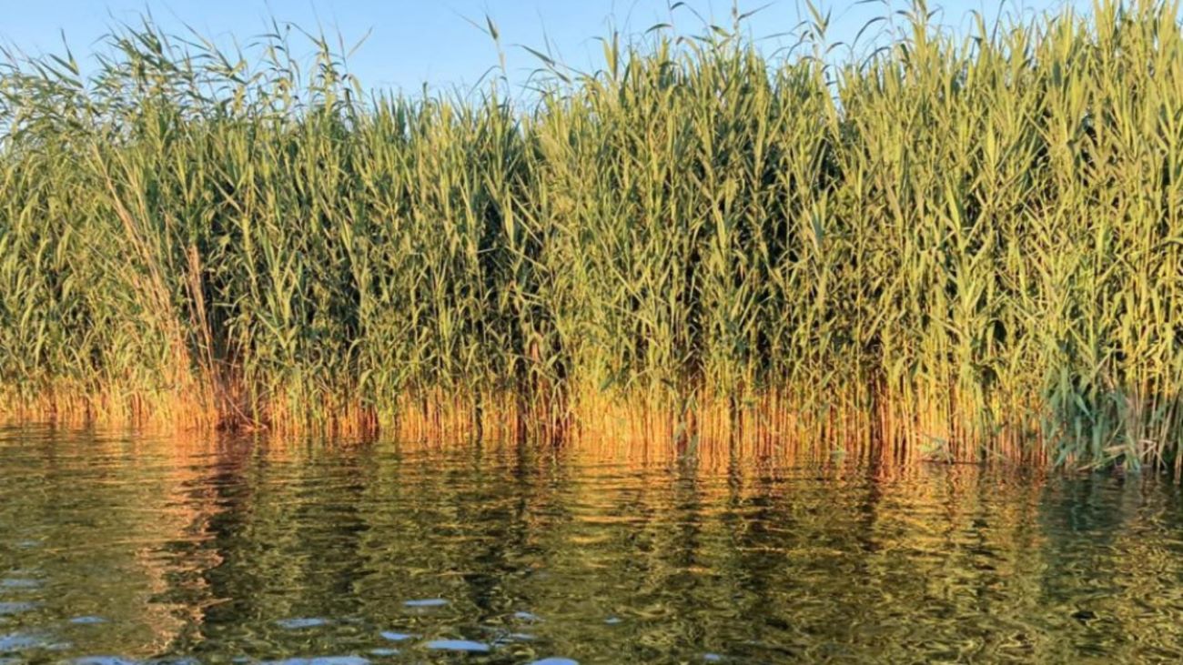 Stuful din Delta Dunării, hrană pentru 250.000 de oi, din acest an