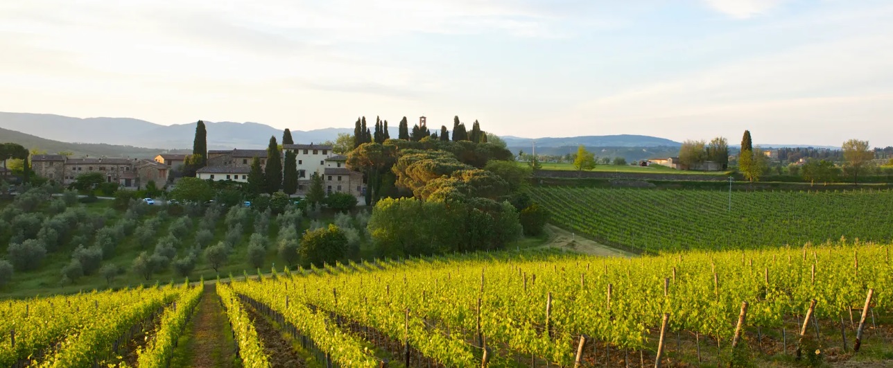 Unde se află primul aeroport din UE care va avea podgorie pe acoperiş