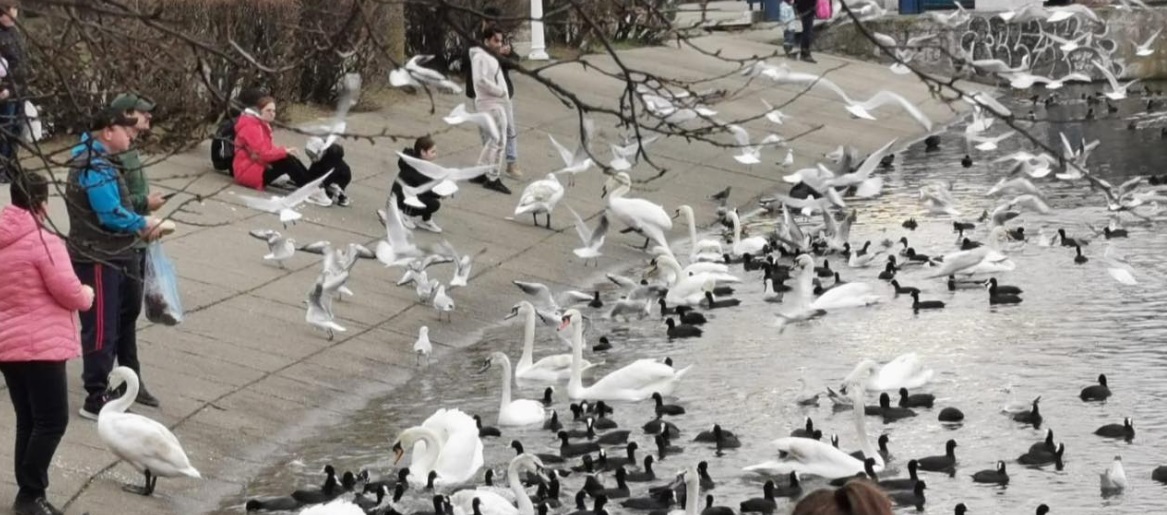 Suspiciune de gripă aviară la București, după descoperirea unei lebede ...