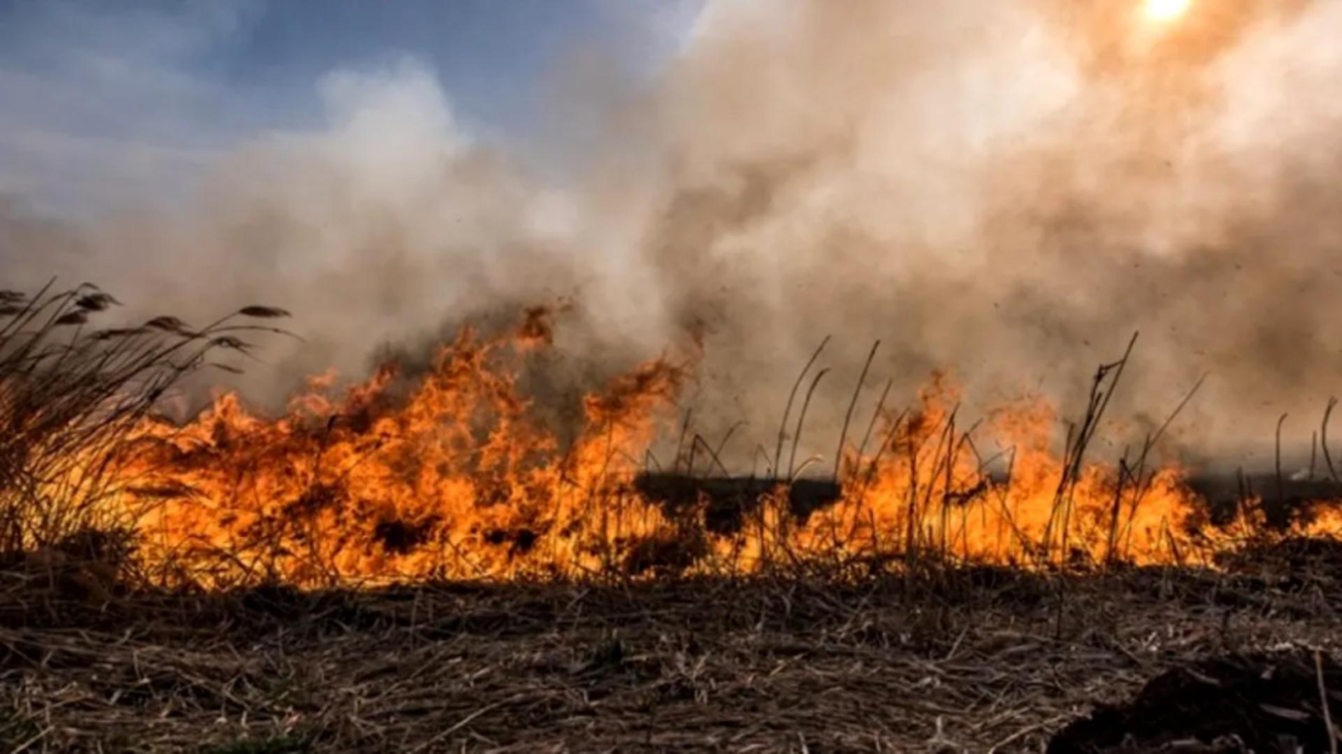 11 incendii în Delta Dunării în două zile. Peste 900 de hectare de ...