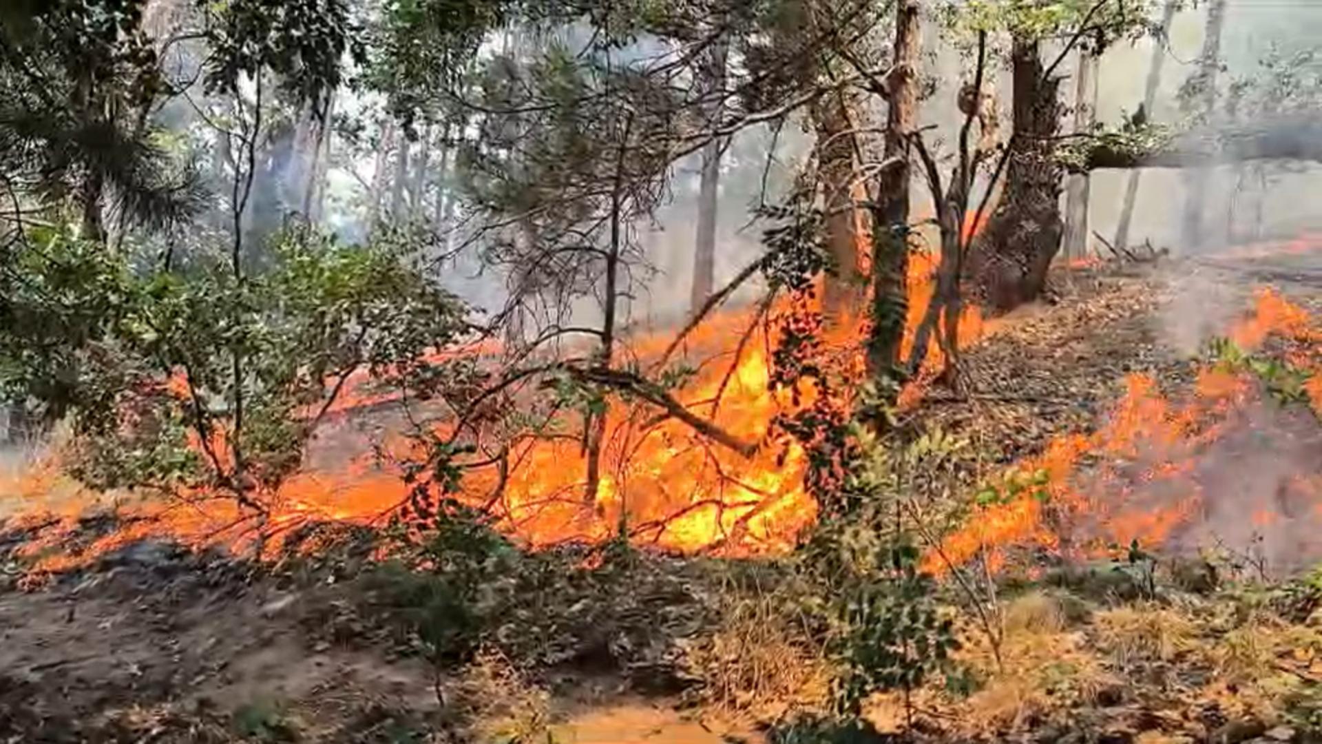 Incendiu într-o pădure din Mehedinți. Sute de salvatori se luptă cu ...
