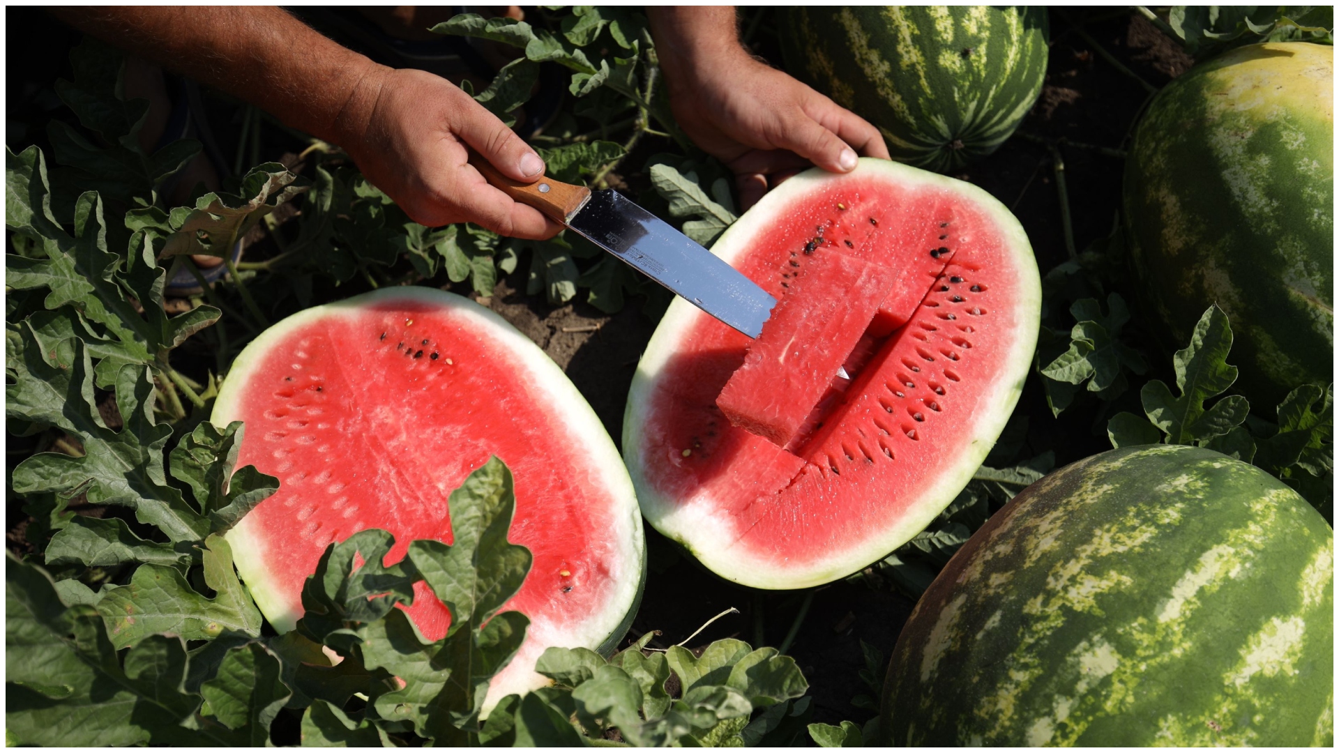 Începe acțiunea care ar putea distruge mitul pepenelui românesc sau al ...