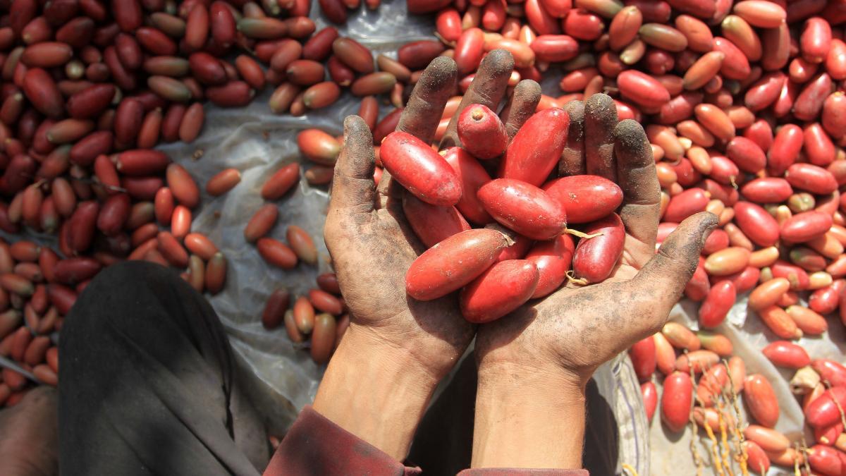 Pepenii de Dăbuleni devin istorie? Un fruct exotic a câștigat tot mai ...