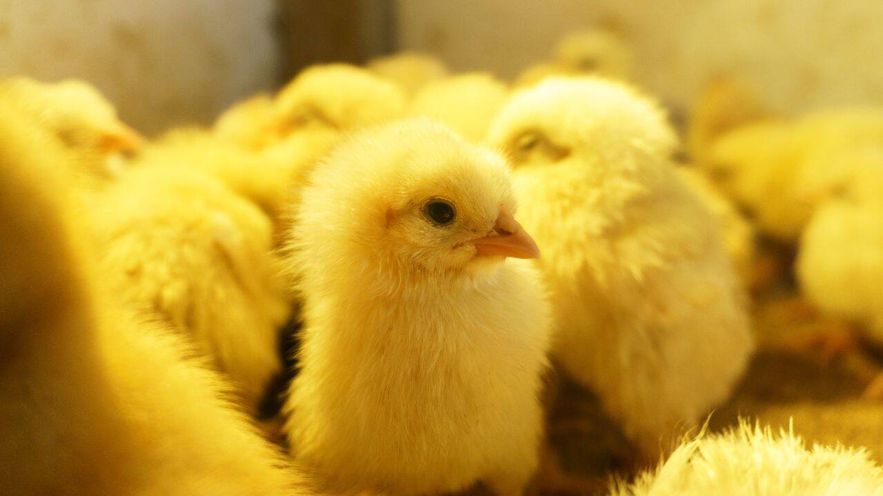 Puii și ouăle din Ucraina au restricții la intrarea în România