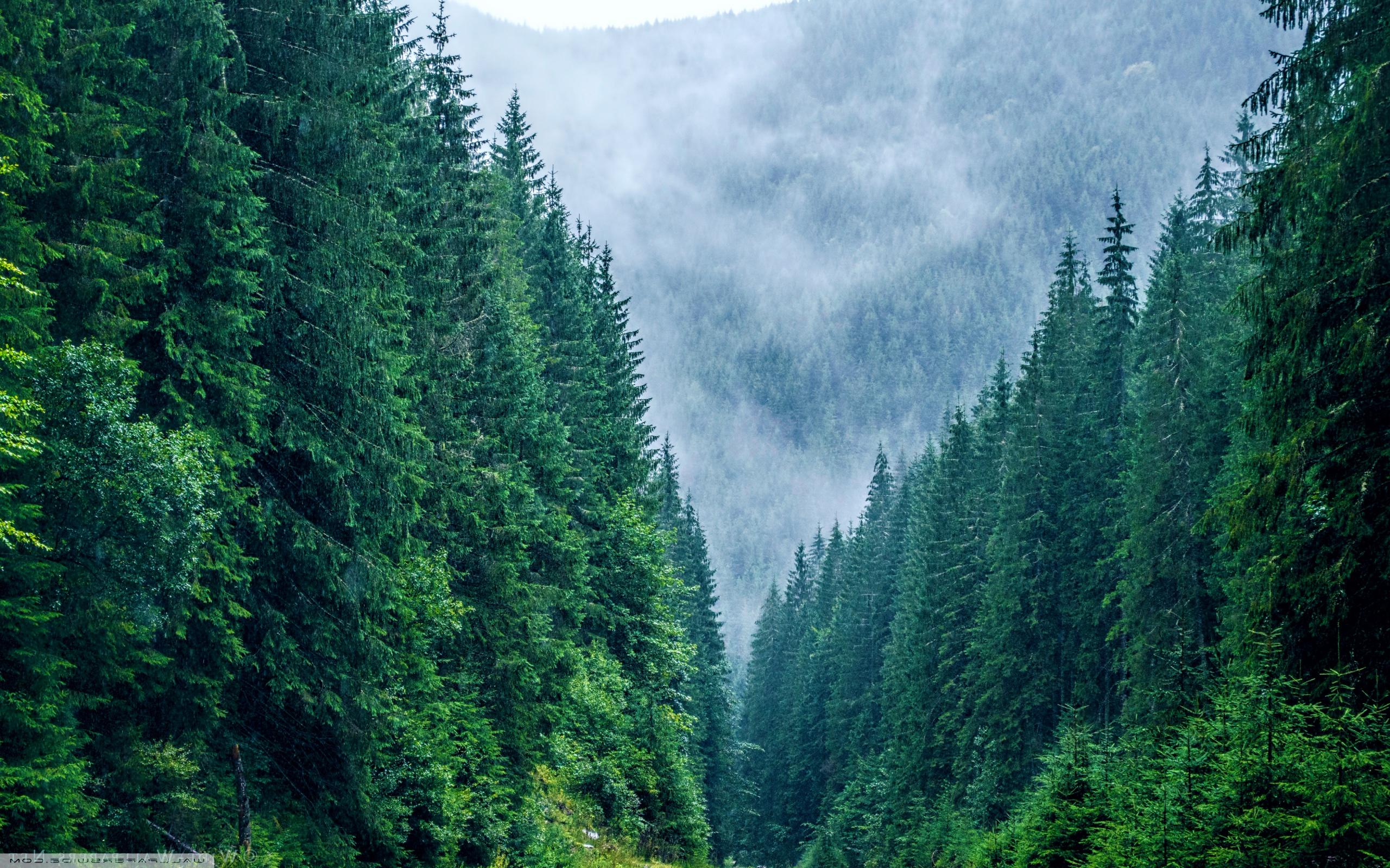 Romsilva vrea să cumpere păduri