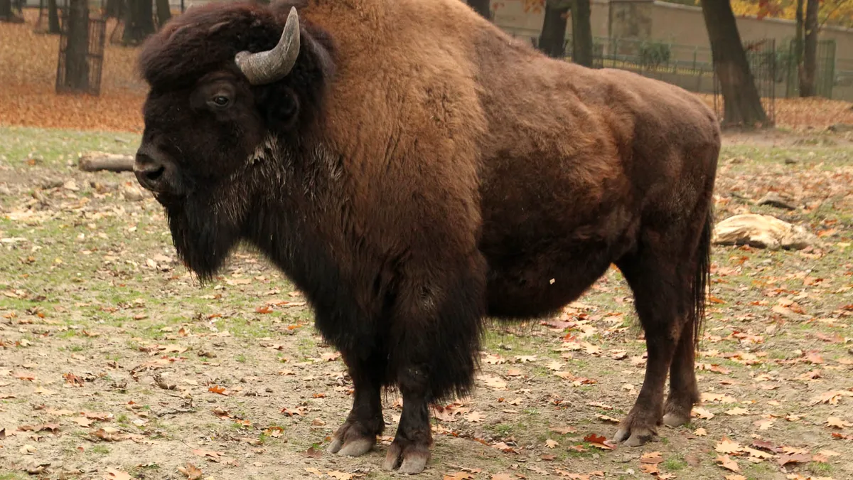 Furt de aproape 8 tone de carne de bizon la Protecția Copilului Bihor