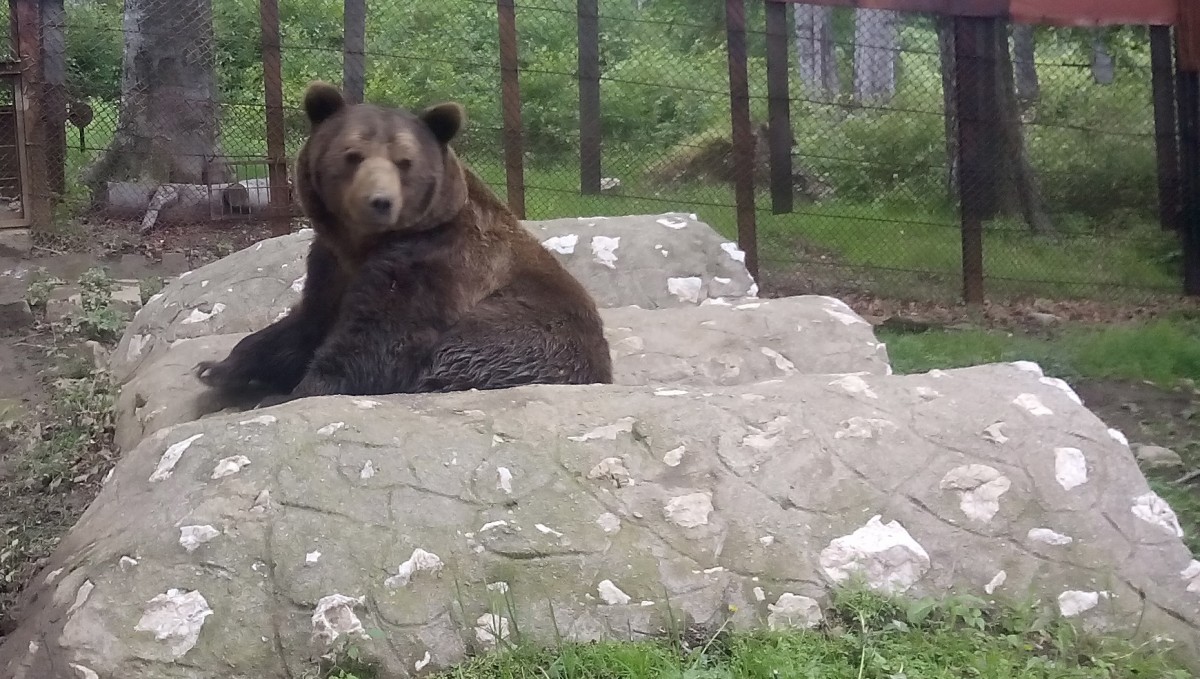 Baloo, mascota stațiunii Straja