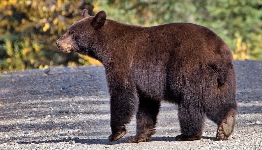 Bărbatul atacat de urs pe o stradă din Predeal este salvamontist și ...