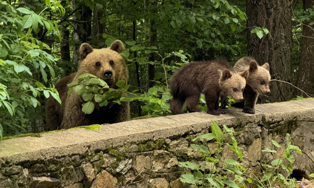 Urșii au venit la ZOO să se ospăteze cu două capre alpine aflate în ...