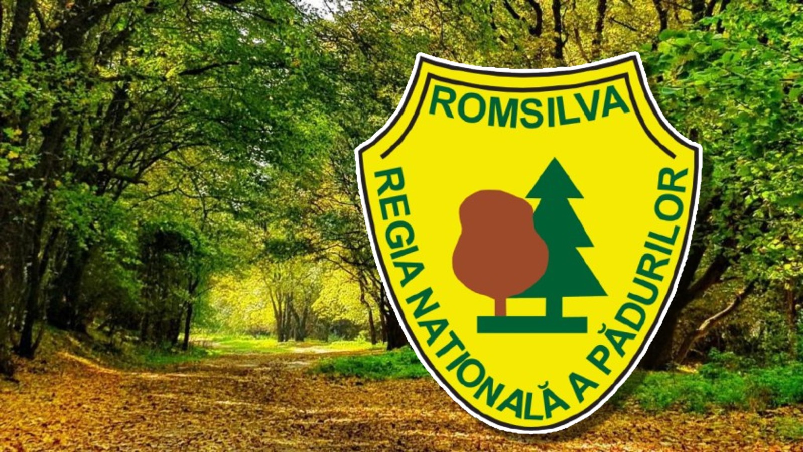99 de directori Romsilva au primit 22 de milioane de lei
