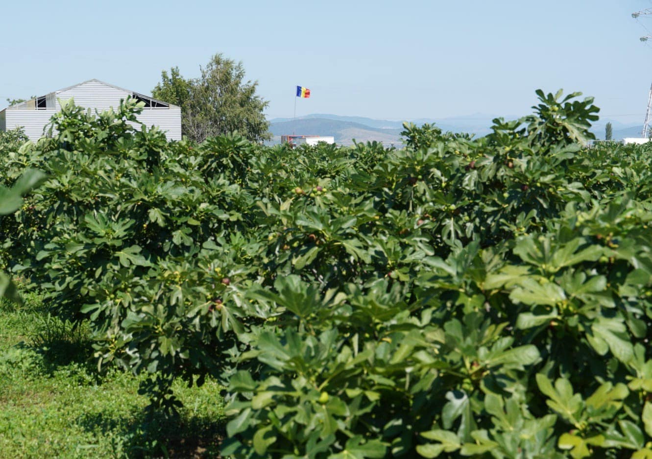 Sunt considerate fructele viitorului. Se adaptează la orice tip de sol