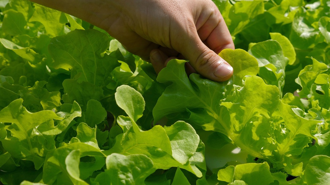 Planta care poate fi folosită pentru calmarea durerilor. Crește peste ...