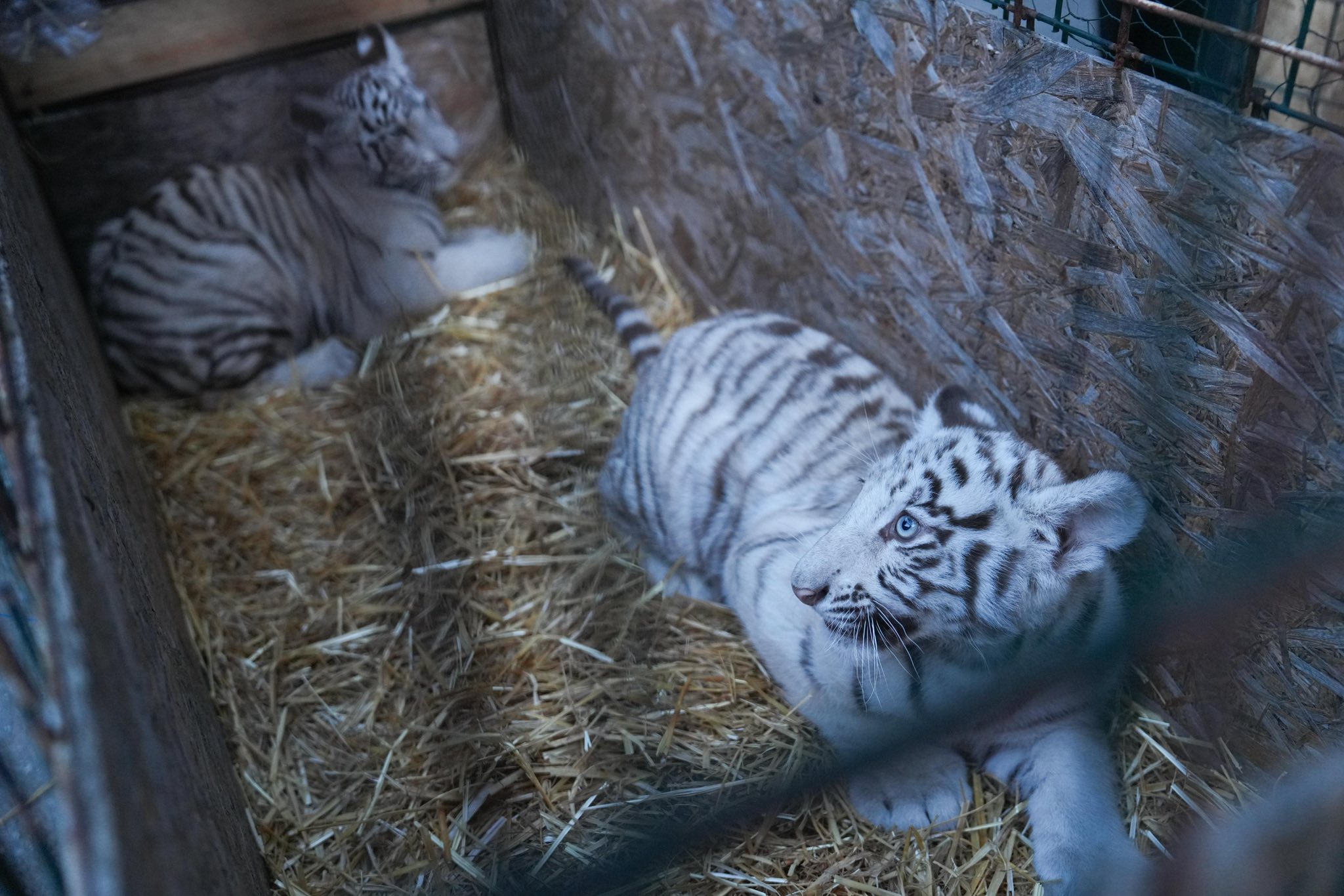 Doi pui de tigru alb, o specie rară – noile vedete ale singurei grădini ...