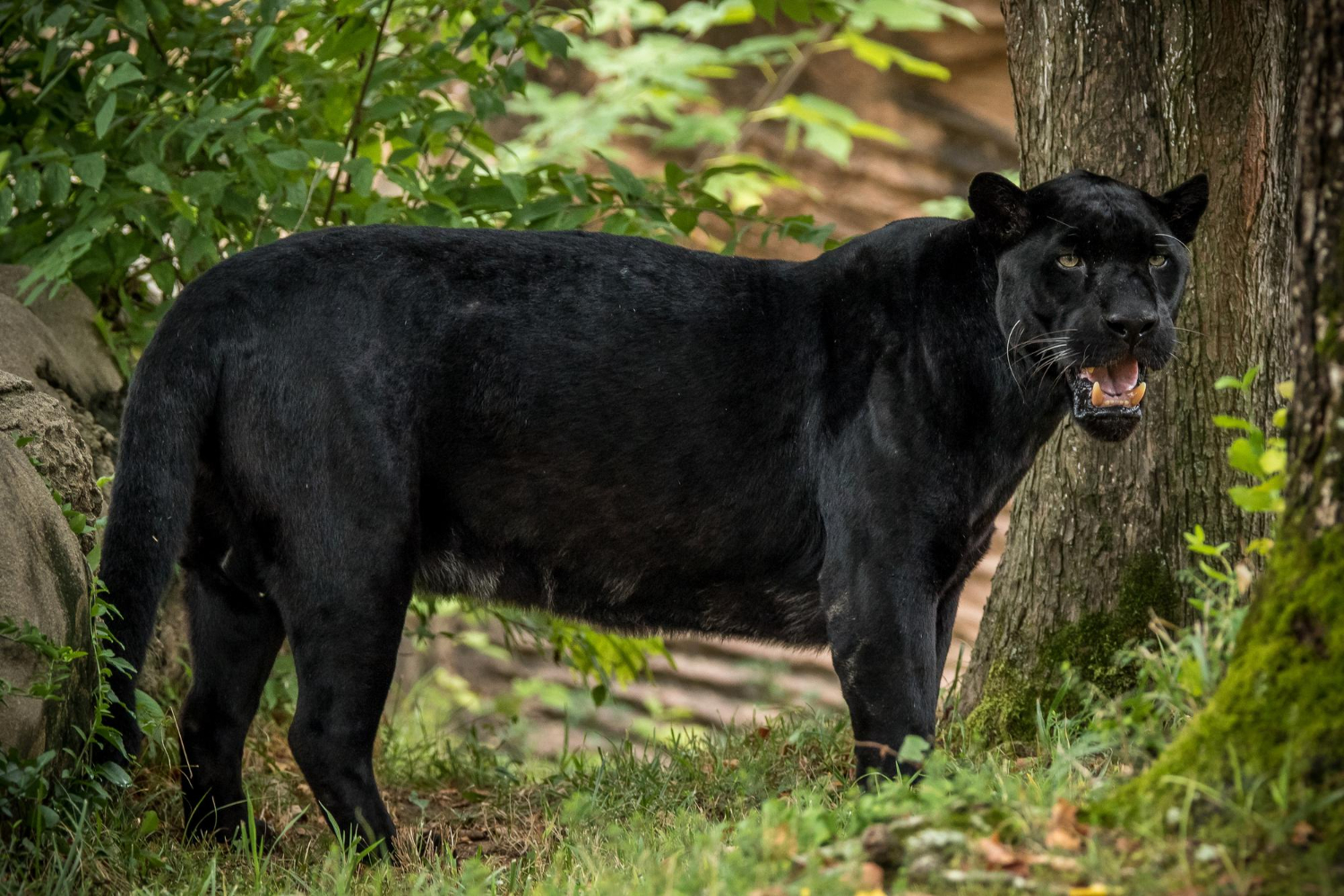Pantera neagră a ajuns în România
