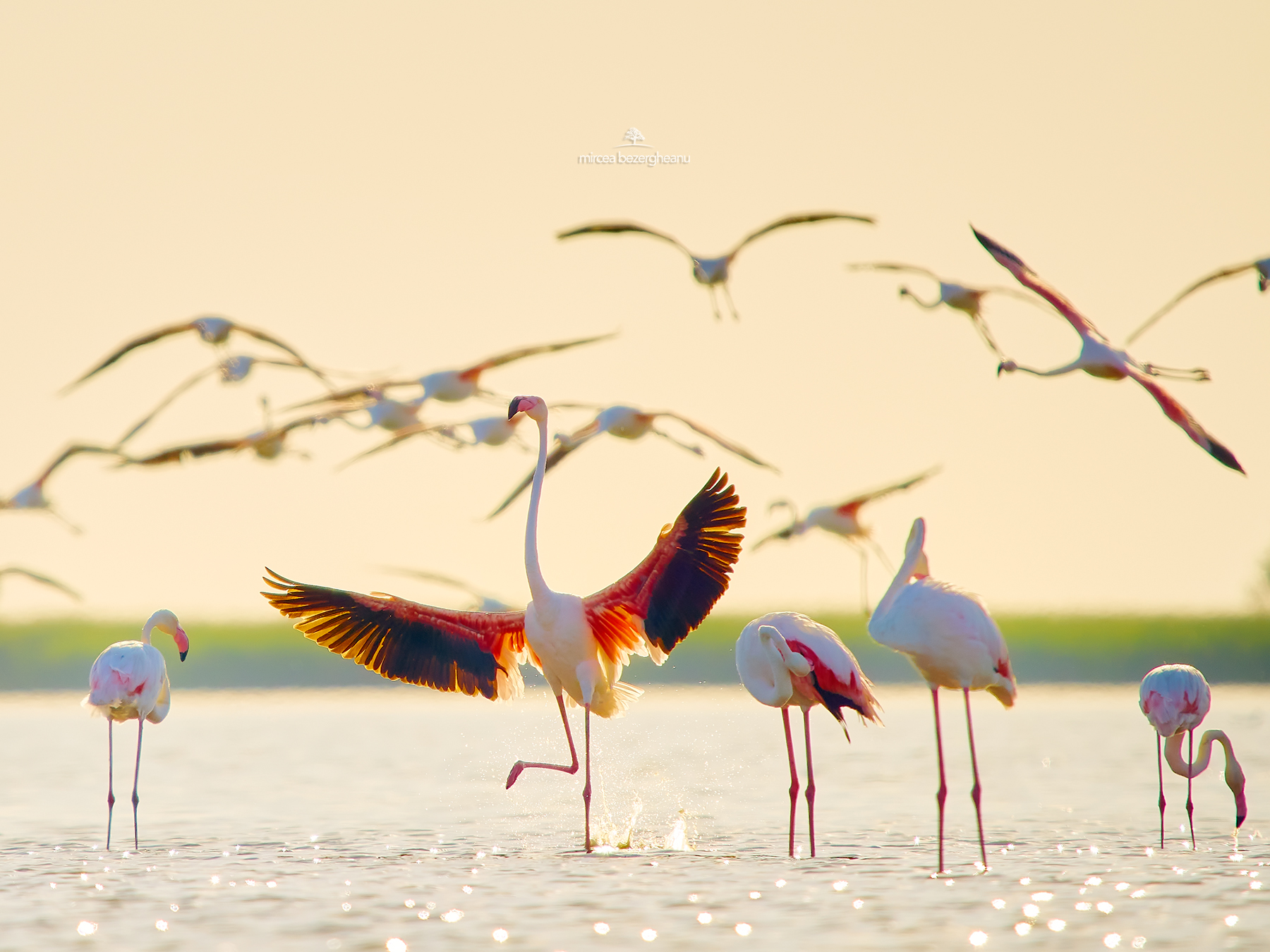 Apariție rară: o colonie de flamingo roz au poposit în Delta Dunării