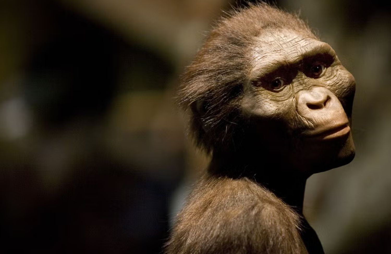 Lucy nu a fost singura: o specie umană și mai primitivă